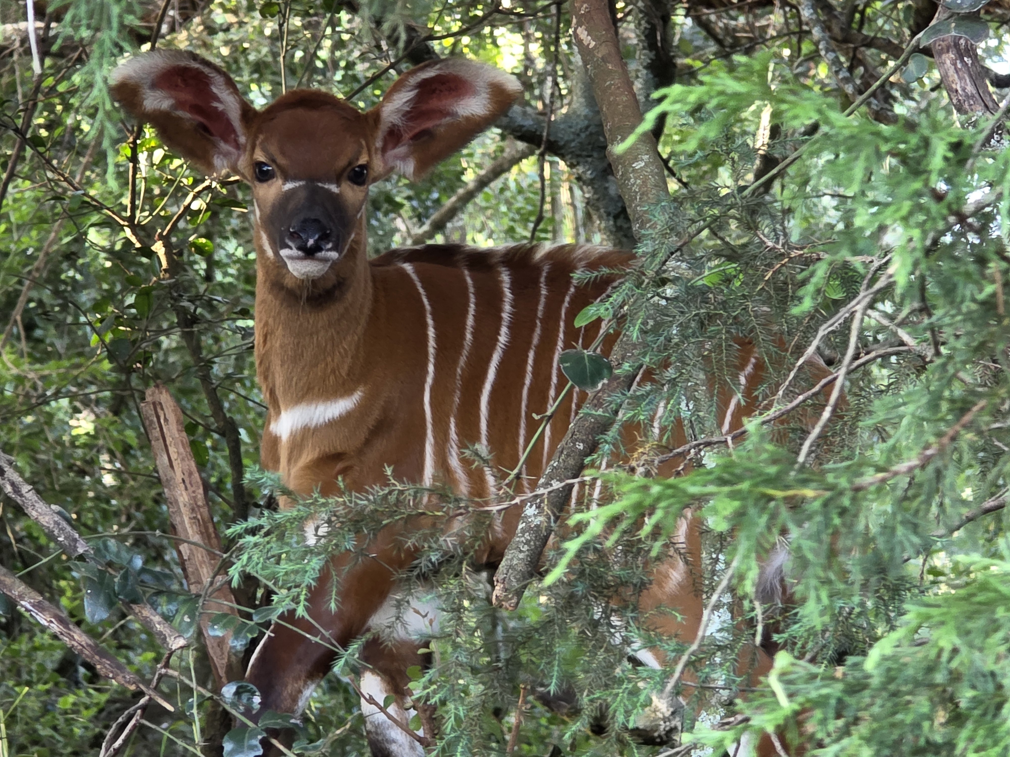 Mount Kenya Wildlife Conservancy Celebrates Birth of 100th Mountain Bongo